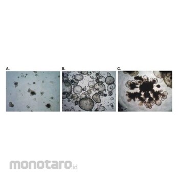 Beli Sigma-Aldrich DMEM/F-12 PLUS Basal Medium (Advanced DMEM/F12 ...