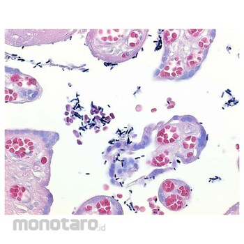 Beli Merck (Merck Millipore) Lugol's Solution with PVP as a stabilizer ...
